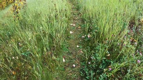 Point of view walking on meadow in autum... | Stock Video | Pond5