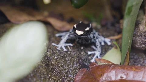 A poison dart Frog catching a fly | Stock Video | Pond5