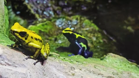 Toads Sitting Poison Stock Videos – Royalty-Free HD & 4K Videos | Pond5