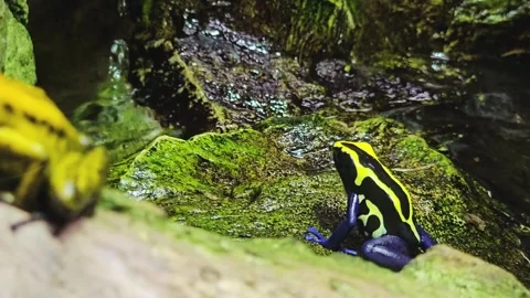 Toads Sitting Poison Stock Videos – Royalty-Free HD & 4K Videos | Pond5