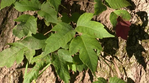Poison Ivy, growing at base of tree, Eas... | Stock Video | Pond5