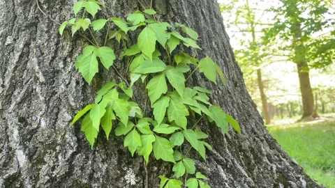 Poison Ivy Vine Growing Up a Tree | Stock Video | Pond5