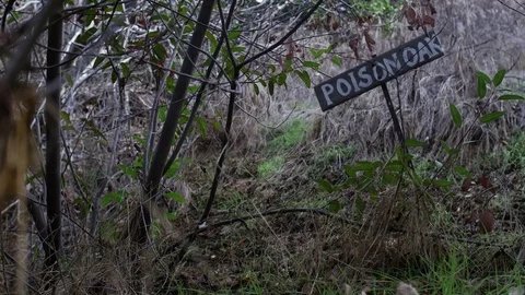 POISON OAK WARNING SIGN | Stock Video | Pond5