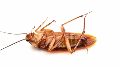 Dying Cockroach Stock Video Footage | Royalty Free Dying Cockroach ...