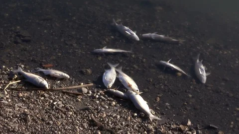Poisoning Dead Fish in the Toxic River | Stock Video | Pond5