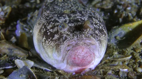 Scab Stock Footage ~ Royalty Free Stock Videos | Pond5