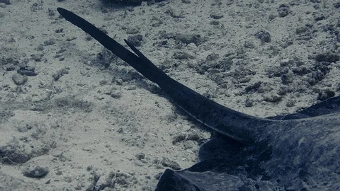 the poisonous sting of a black-spotted s... | Stock Video | Pond5