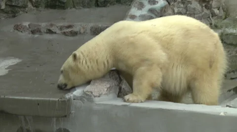 Imagepond Search Stock Videos – Royalty-Free HD & 4K Videos | Pond5