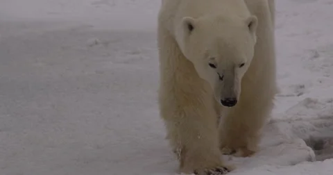 Polar bear with scar face walks towards ... | Stock Video | Pond5