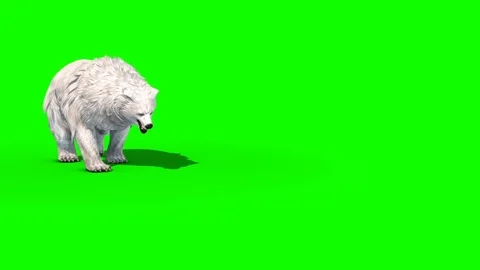 Bear Green Screen Stock Video Footage | Royalty Free Bear Green Screen ...