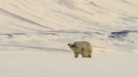 Bears Mating Stock Videos – Royalty-Free HD & 4K Videos
