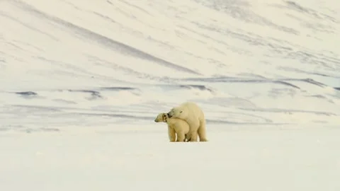 Bears Mating Stock Videos – Royalty-Free HD & 4K Videos