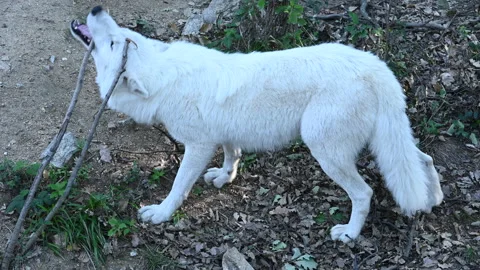 A polar white wolf bites hard on a branc... | Stock Video | Pond5