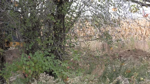 Police at crime scene digging and search... | Stock Video | Pond5