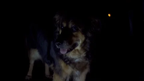 police dog, at night, lit by police red ... | Stock Video | Pond5