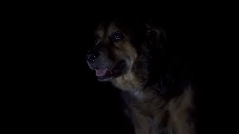 police dog, at night, lit by police red ... | Stock Video | Pond5