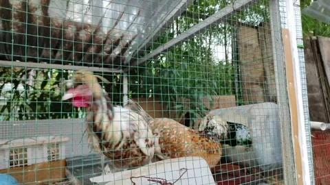 The Polish chicken in motion inside a ca... | Stock Video | Pond5