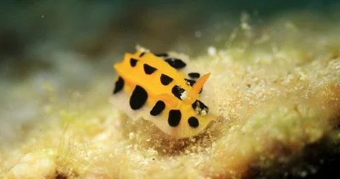 Polka Stock Footage ~ Royalty Free Stock Videos | Pond5