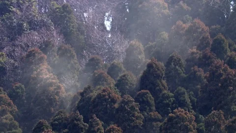 Allergy Pollen Season Stock Footage ~ Royalty Free Stock Videos | Pond5