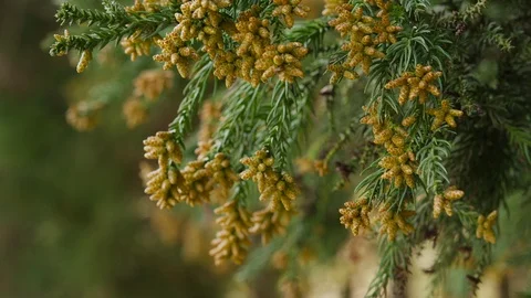 Trees Blowing Stock Videos – Royalty-Free HD & 4K Videos | Pond5