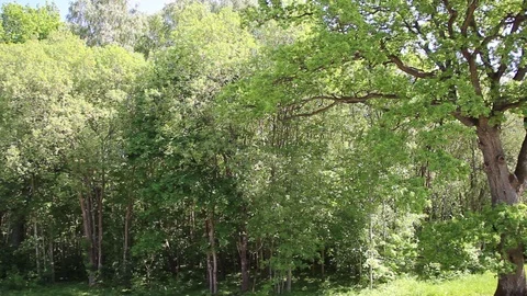 Stock Footage by Natureclip | Official Pond5 Storefront