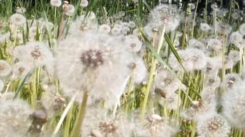 Image Gif Effect Stock Videos – Royalty-Free HD & 4K Videos | Pond5