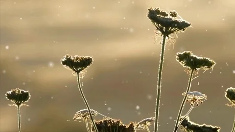 Pollen dust particles white flowers gras... | Stock Video | Pond5