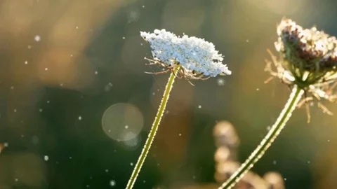 Pollen dust particles white flowers gras... | Stock Video | Pond5