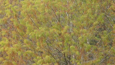 Pinecone Falling Stock Videos – Royalty-Free HD & 4K Videos | Pond5