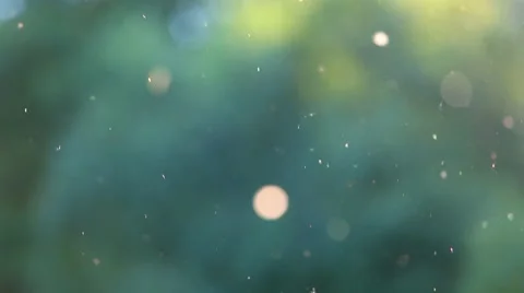 Pollen flying in air over green trees ba... | Stock Video | Pond5