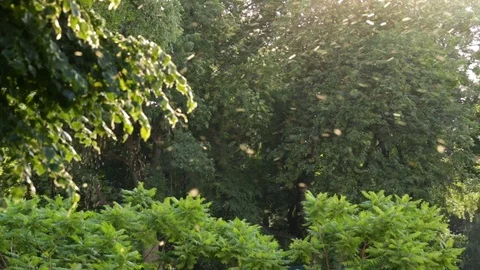 Pollen flying all over in air isolated a... | Stock Video | Pond5