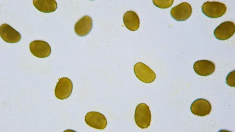 Pollen under a microscope. The male seed... | Stock Video | Pond5