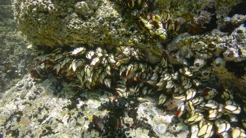 Pollicipes pollicipes goose neck barnacl... | Stock Video | Pond5