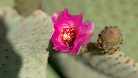 Pollination - bees and a prickly pear ca... | Stock Video | Pond5