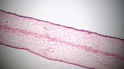 Polliondium of Funaria in longitudinal s... | Stock Video | Pond5