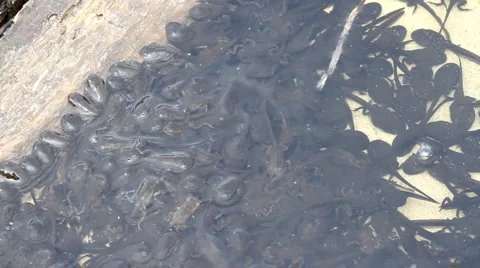 Polliwog Stock Footage ~ Royalty Free Stock Videos | Pond5