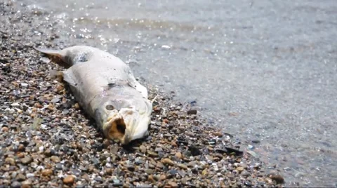 Polluted Dead Fish on Water Shore with F... | Stock Video | Pond5