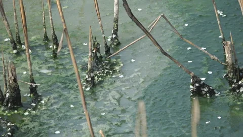 Polluted pond water with chemical waste | Stock Video | Pond5