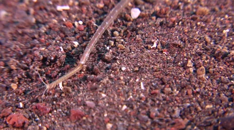 Worm Stock Footage ~ Royalty Free Stock Videos | Pond5