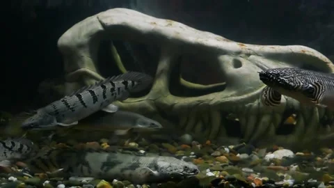 Underwater Background Stock Footage ~ Royalty Free Stock Videos | Pond5