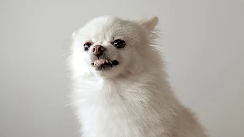 Angry Pomeranian Spitz Stock Video Footage | Royalty Free Angry ...