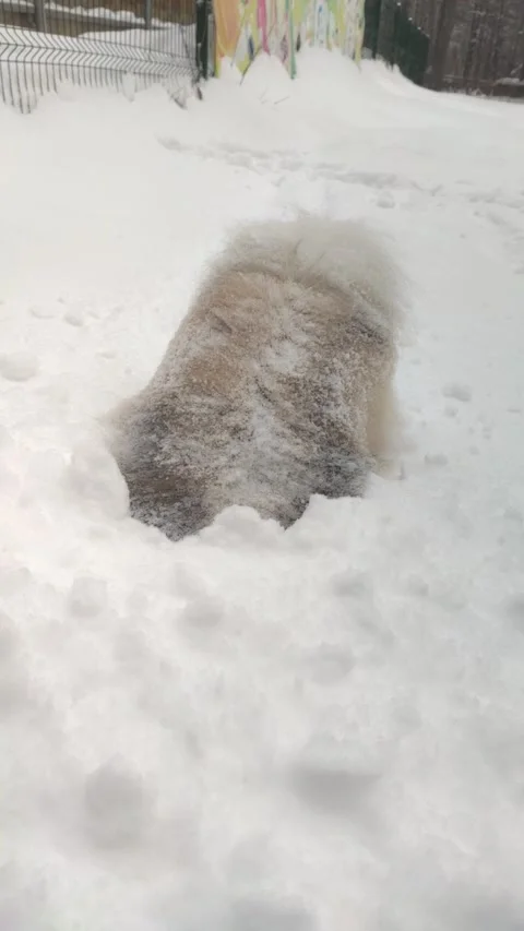 To Found Something Stock Videos – Royalty-Free HD & 4K Videos | Pond5