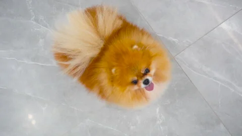 Pomeranian puppy with fluffy tail on a g... | Stock Video | Pond5
