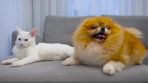 Pomeranian Spitz dog with white cat on a... | Stock Video | Pond5