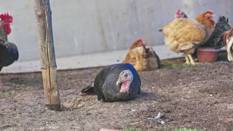 Pompous Stock Video Footage | Royalty Free Pompous Videos | Pond5