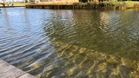 Pond Five Stock Footage ~ Royalty Free Stock Videos | Pond5