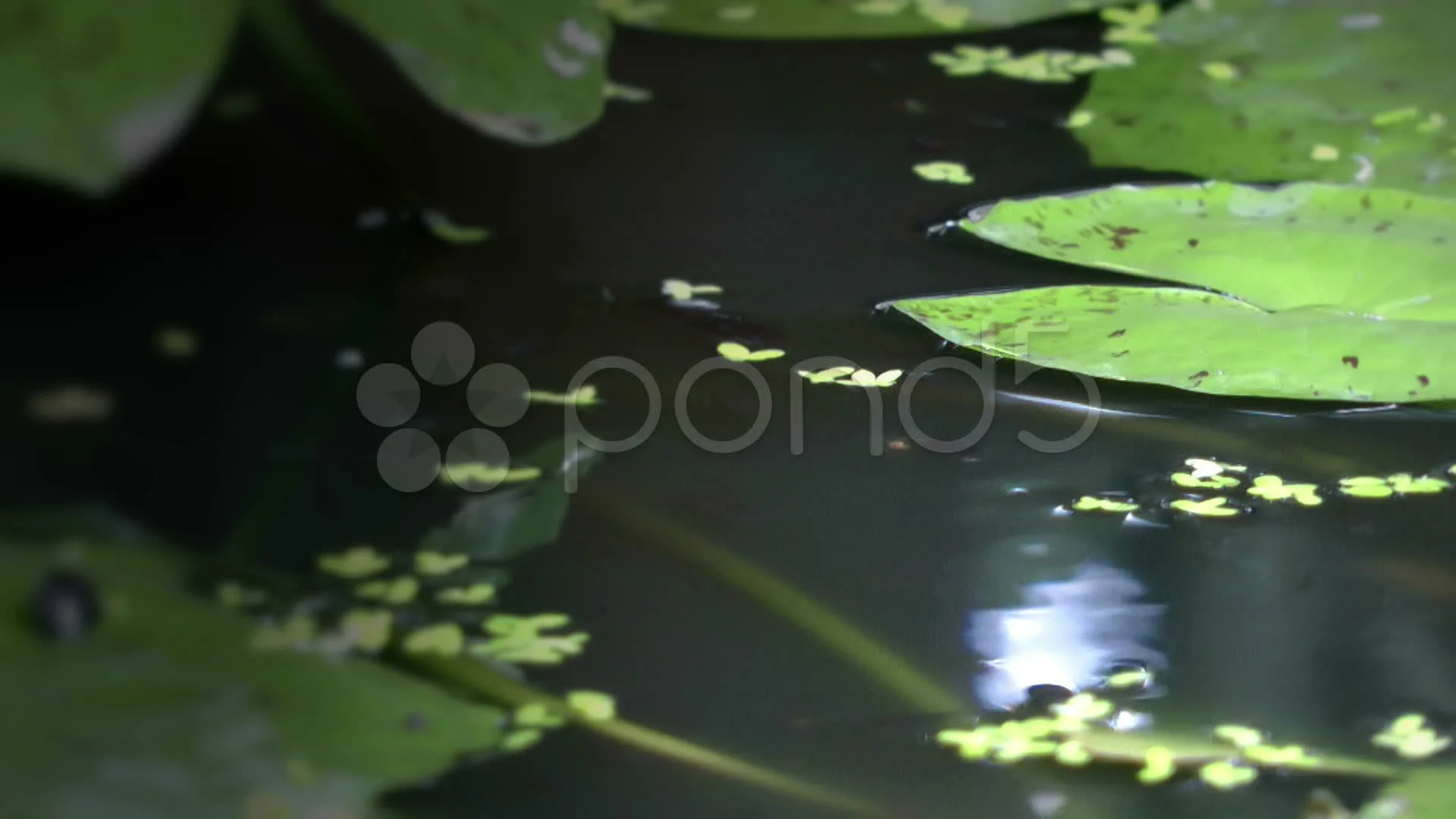 Close Up Water In Ponds