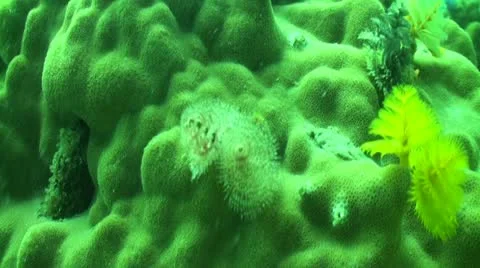 Pond5 Stock Footage ~ Royalty Free Stock Videos | Pond5