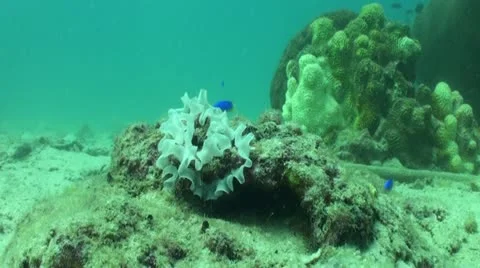 Pond5 Stock Footage ~ Royalty Free Stock Videos | Pond5