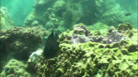 Pond5 Stock Footage ~ Royalty Free Stock Videos | Pond5